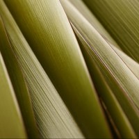 ko au te kete – kairaranga – New Zealand weaver